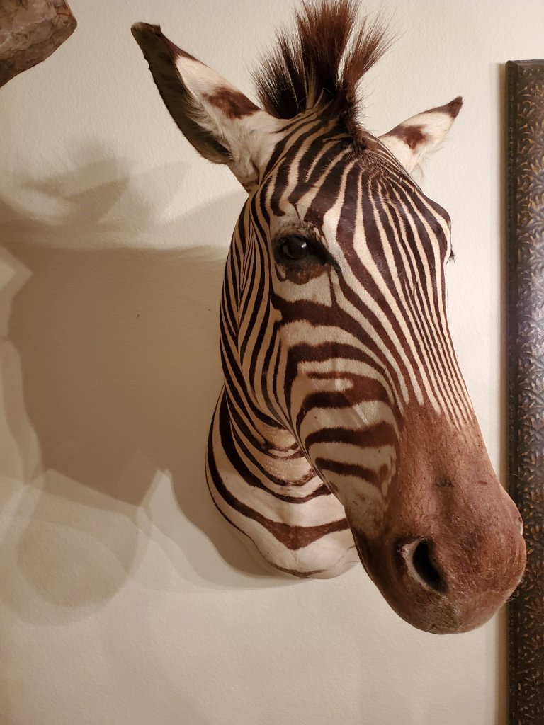 ZEBRA SHOULDER MOUNT TAXIDERMY BURCHELL ZEBRA MOUNT – Memorabilia Expert