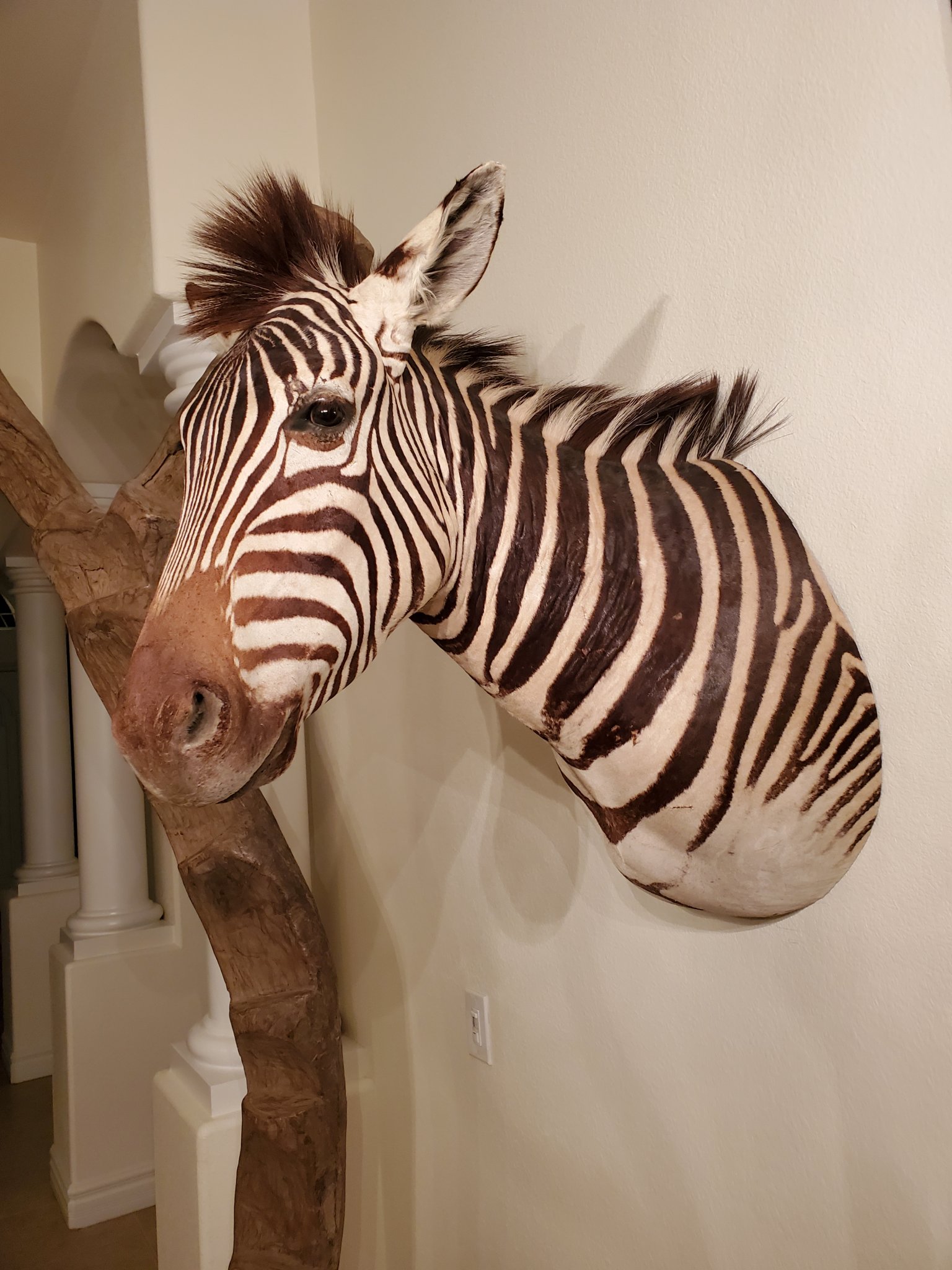 ZEBRA SHOULDER MOUNT TAXIDERMY BURCHELL ZEBRA MOUNT – Memorabilia Expert